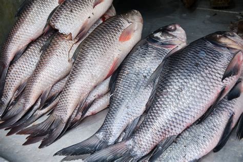 Rohu Fish Saky Foods Corporation