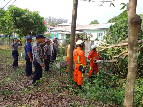 ကျောက်ဖြူမြို့တွင် မိုခါမုန်တိုင်းတိုက်ခတ်မှုကြောင့် ကျိုးကျနေသည့် သစ်ပင်ကြီးများအား ခုတ်ထွင်ရှင