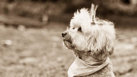 Free Images Black And White Puppy Vertebrate Monochrome