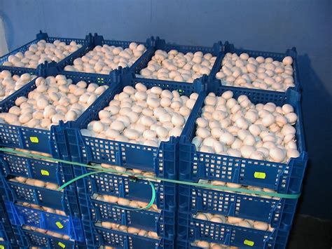 Uprawa Pieczarek Agromycel Producent Pieczarek