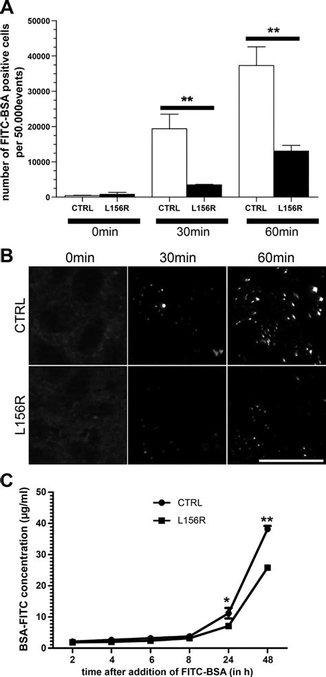 Elevated Levels Of Vac14 Lead To A Delayed Endocytosis And Transcytosis