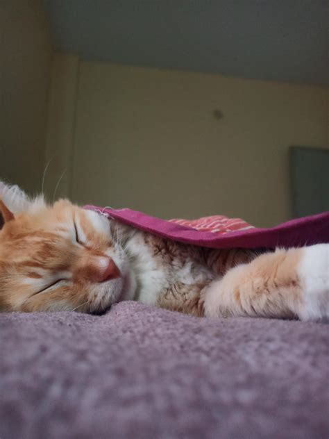 This Bitch Always Sleeping Rindianpets