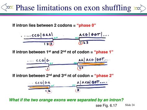 Ppt Gene Duplication Exon Shuffling And Concerted Evolution Powerpoint Presentation Id 3410970