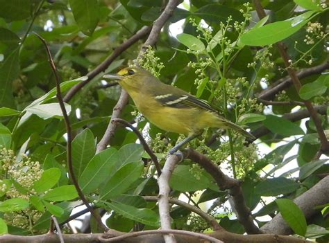 Ebird Checklist 7 Oct 2023 Spanish River Park 14 Species
