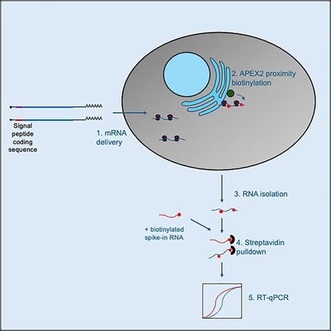 A Proximity Labeling Based Approach To Directly Detect Mrna Delivery To Specific Subcellular