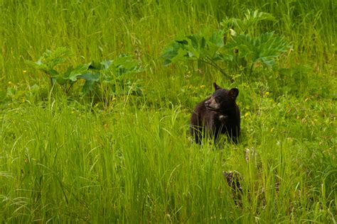 A Cub At Glacier Bay National Park Was The First Us Bear To Test