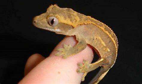 Élevage De Geckos à Crête Conseils