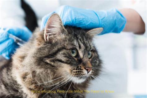 Feline Infectious Peritonitis Fip Causes Transmission Diagnosis