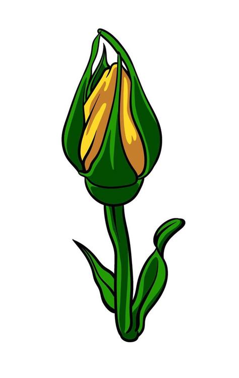 Tulip Poplar Vector Art Icons And Graphics For Free Download
