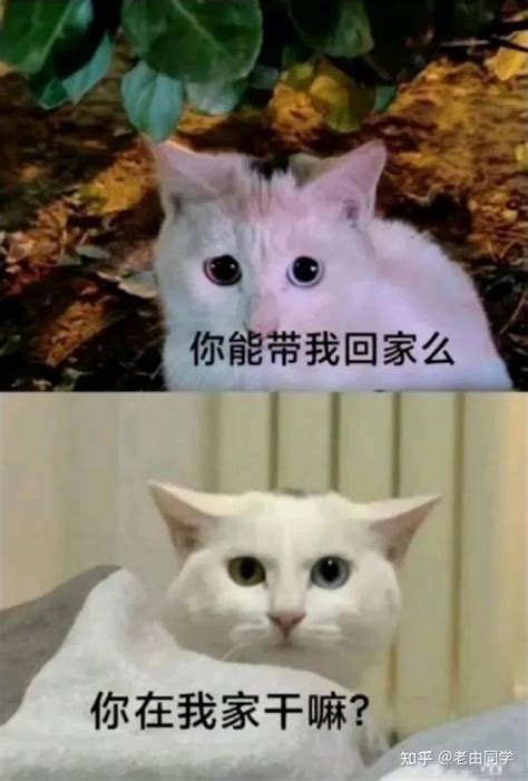 你这尾巴是偷来的吗 还来了个首尾呼应 那些让人笑到肚子疼的搞笑图片 知乎