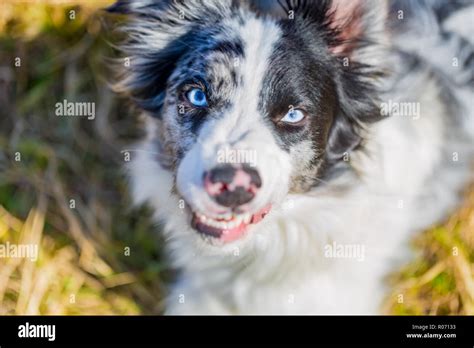 Can Border Collies Have Blue Eyes