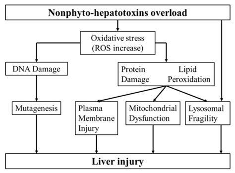 Potential Hepatotoxins Found In Herbal Medicinal Products A Systematic