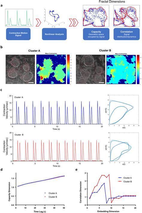 Nonlinear Reconstruction Of Time Series Contractile Motion Signals A