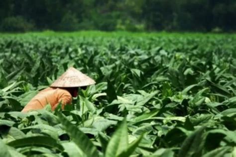 Petani Tembakau Dan Cengkeh Beri Warning Efek Cukai Rokok Naik Kemungkinan Banyak Yang