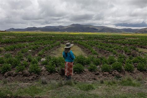 Ancient Farming Technique Revived To Combat Climate Crisis Al Bawaba