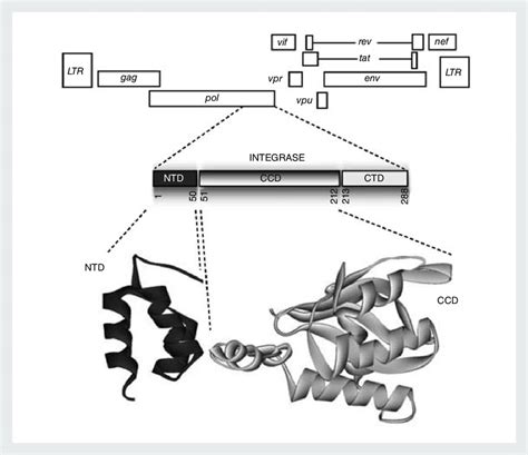 Hiv 1 Integrase Structure And Functional Domains Ntd N Terminal Hh Cc Download Scientific