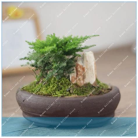 Zlking Clouds Bamboo Asparagus Fern Indoor Bonsai Asparagus Fern