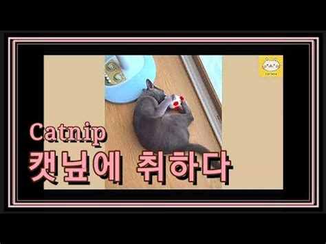 울 냥이를 흥분시킨 캣닢 이야기 세가지 에피소드 YouTube
