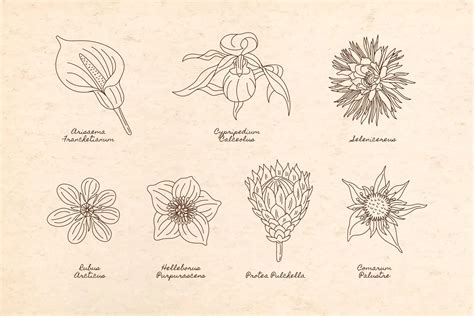 Asteraceae La Famiglia Delle Composite