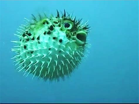 Freshwater Blowfish A Complete Guide To Species Care And Tank Mates