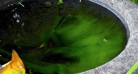 Pond Algae Block 20g Aquapro