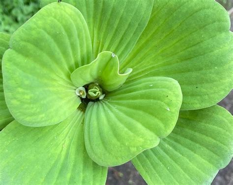 Dwarf Water Lettuce Live Aquarium Floating Plant Etsy