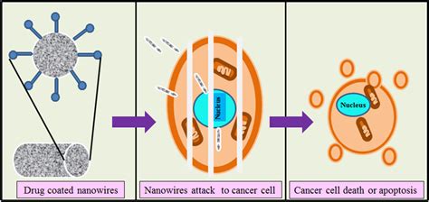 Representation Of Induction Of Apoptosis In Cancer Cells Through