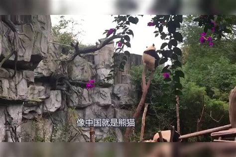 世界上最悲剧的国宝大熊猫被严格保护而它却被做成狗粮 大熊猫 保护 国宝