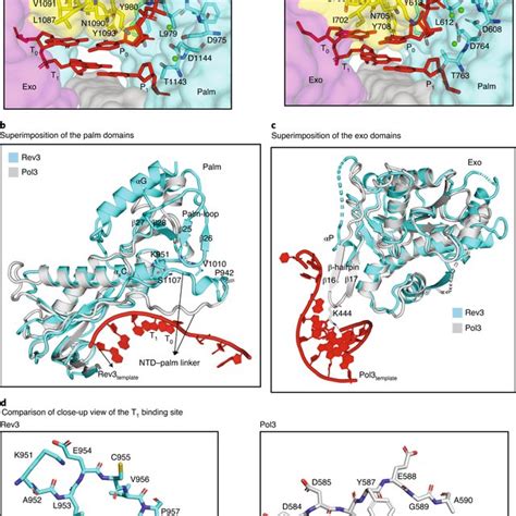 Structural Basis For Fidelity And Mismatch Extension A Surface