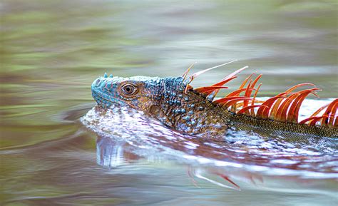 Exotic Swim Photograph By Alfredo Garza Pixels