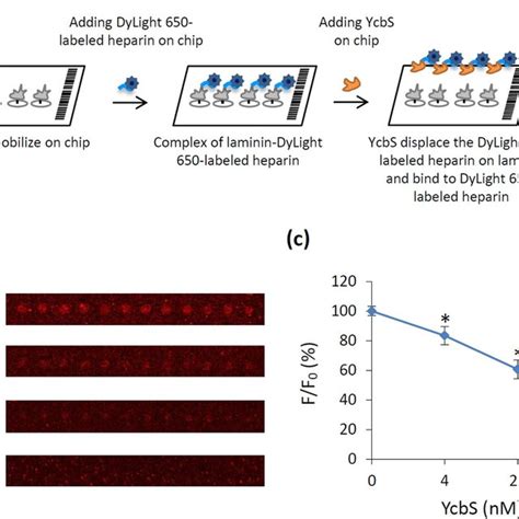 Schematic Overview Of 3d Tumor Spheroid Invasion Assay The Workflow