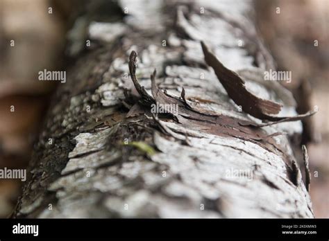 Wood Texture Flakes Flaking Off Hi Res Stock Photography And Images Alamy