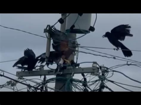 カラスが集団で鷹タカに襲い掛かる A group of crows a hawk YouTube