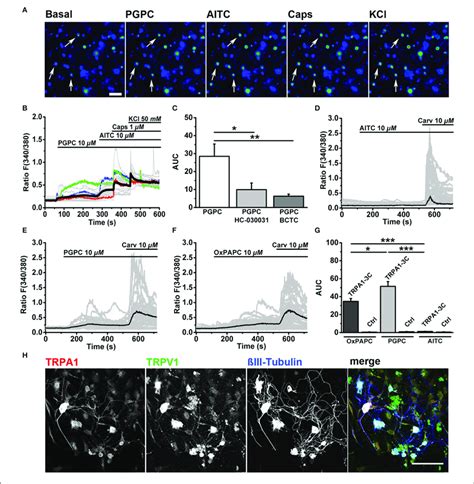 Oxpl Evoked Calcium Influx Is Trpa1 And Trpv1 Dependent A Pseudo