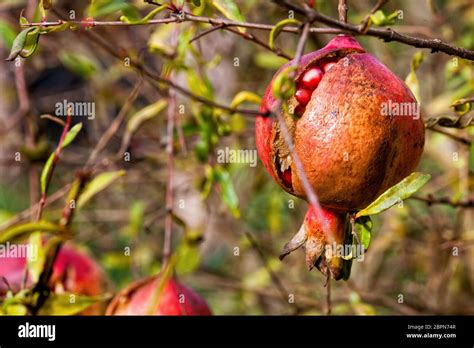 Pomegranate Fruit And Plant The Pomegranate Botanical Name Punica Granatum Is A Fruit