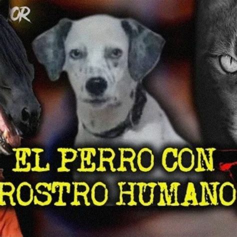 Stream EXPERIENCIAS EXTRAÑAS CON PERROS ACTUANDO COMO HUMANOS Parte from Try Stan Terror