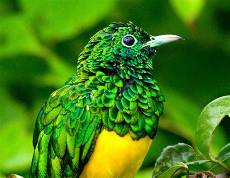 Talk Birds Of Africa With John Caddick On Wednesday 11 October 2023 7