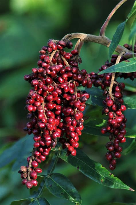Sumac Berries Replacement At Clinton Spears Blog