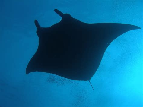 Federosub Blog FotoSub Fotografia Subacquea Bologna Manta Gigante