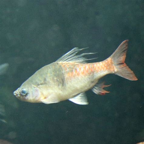 Arulius Barb