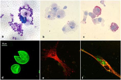 Interactions Between Cypress Pollen And Cd1d Dcs Pollen Capture In