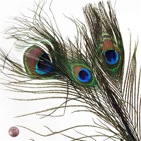 Eye Peacock Feathers Shop With Paper Mart Now