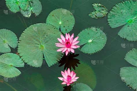 莲花盛开。