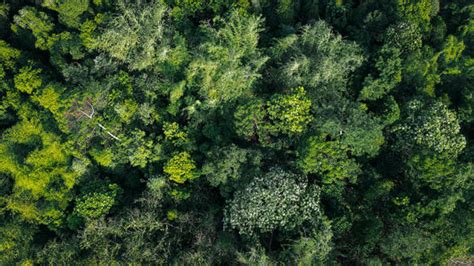 Future Of Sustainable Forestry Practices