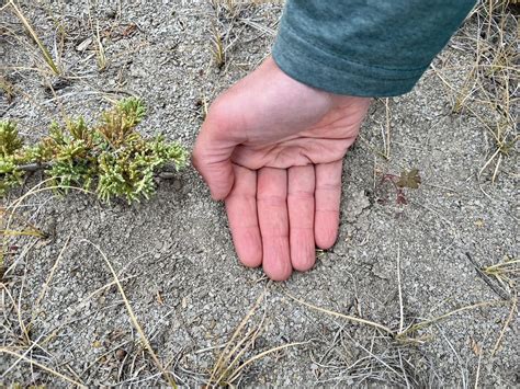 In Search Of The Rare Lizard Of Grasslands National Park