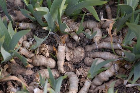 Premium Photo The Roots Of Iris Plants Closeup Are Seen From Their