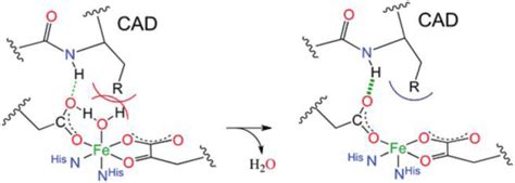 O2 Activation By Non Heme Iron Enzymes Abstract Europe Pmc