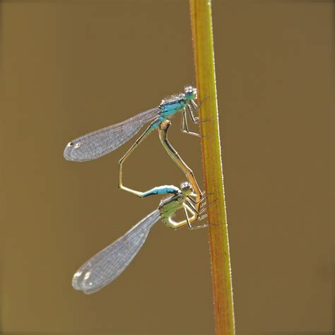 Libelle Libelle Alle Odonata Indet C Jürgen Holzhau Flickr