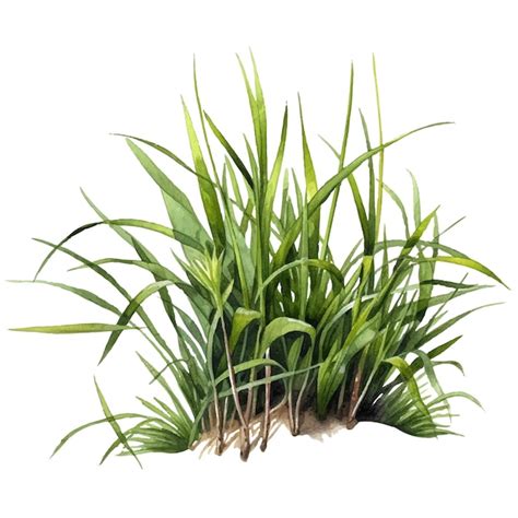 Premium Vector Grass Watercolor Illustration