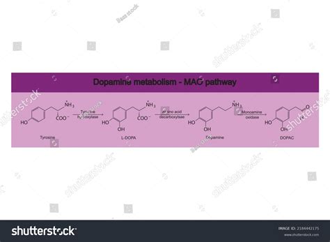 Dopamine Metabolism Mao Monoamine Oxidase Pathway เวกเตอร์สต็อก ปลอดค่าลิขสิทธิ์ 2184442175